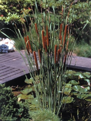 UREDITEV RIBNIKOV | Horti Kult